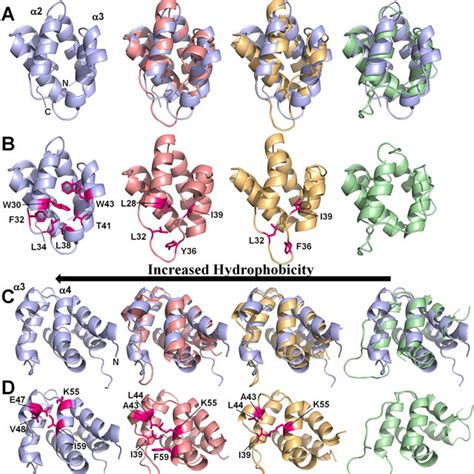 Structural Comparison Of Pyds A Nlrp7 Light Blue Overlaid With The Download Scientific