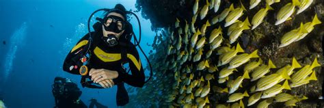 Padi Master Scuba Diver Trainer Speciality Instructor Training