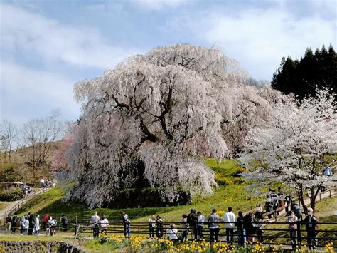 料理旅館 今阪屋 on Twitter 又兵衛桜満開です 天気が安定しているので花持ちが良いです 2023年3月31日 午後2時現在