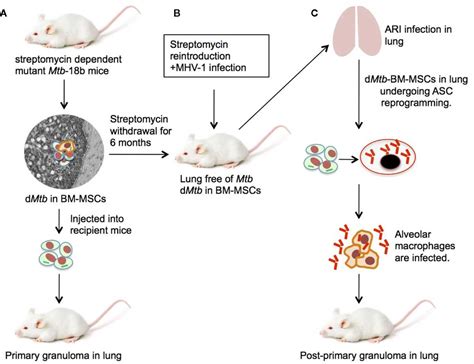 Uncovering Insights A Deep Dive Into The Mouse Experiment Data