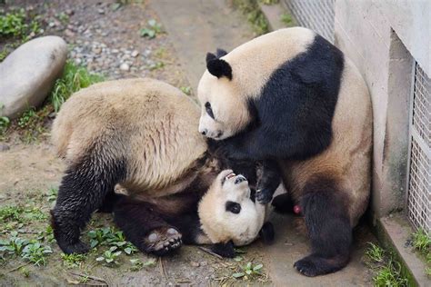 Pandas Mating Habits