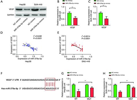 Mir 378a 5p Reduced Vegf Expression In Hcc Cell Lines Abc Vegf