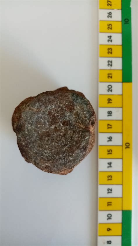 Fossil Vertebrae R Fossilid