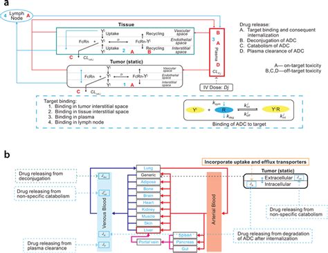 Schematic Of A Simcyp Simulator Adc Module B Linked To Full Pbpk