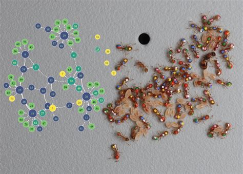 From Ants To Algorithms