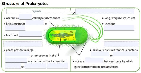 Bacteria And Protists Vocab Diagram Quizlet