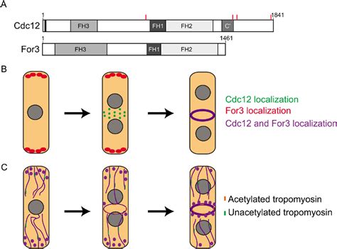 Figure 1 From Regulation Of Contractile Ring Formation And Septation In