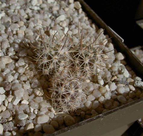 Sclerocactus Parviflorus Ssp Intermedius Lz170 Pictures