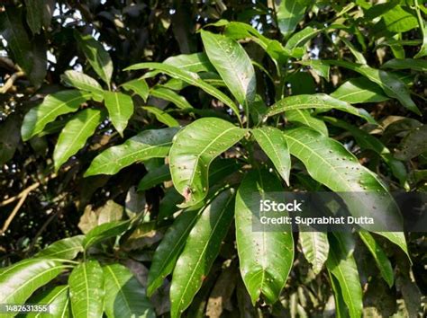 Fungi Infested Leaves Of Mango Tree The National Fruit Of India Stock