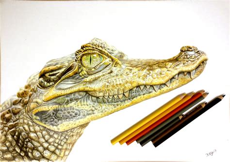 Рисунки крокодилов (Большая подборка фото) - drawpics.ru