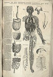 Anatomy Wikipedia