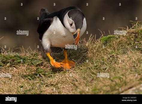 Atlantic Puffin Fratercula Arctica Close Up Shots Of Birds In