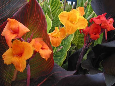 Leafrollers Take Cover While They Damage Canna Foliage