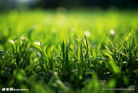 小草摄影图自然风景自然景观摄影图库昵图网