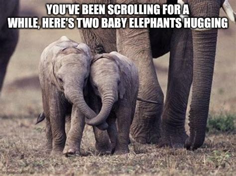 Elephant Love Meme Elephant Love Meme