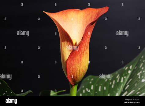 calla zantedeschia albomaculata Stock Photo - Alamy
