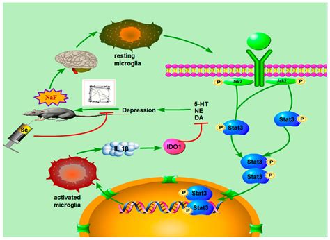 The Developments Of Surface Functionalized Selenium Nanoparticles And