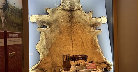 White Buffalo Hide And Texas History In Abilene Abilene Tx