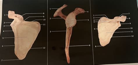 Bio Lab Practical 2 Bones Diagram Quizlet
