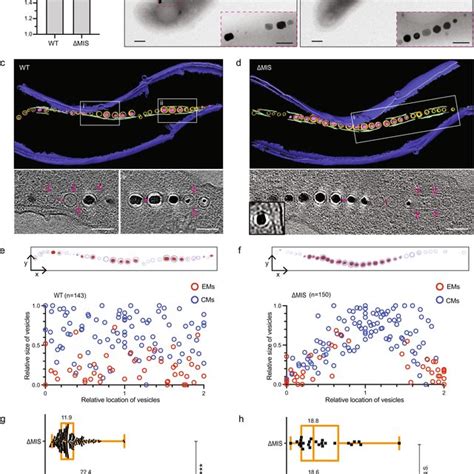 Mis Genes Contribute To The Magnetosome Chain Assembly A Magnetic