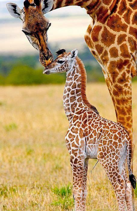 Fun Facts About Giraffe Sex To Keep You Occupied While You Wait For