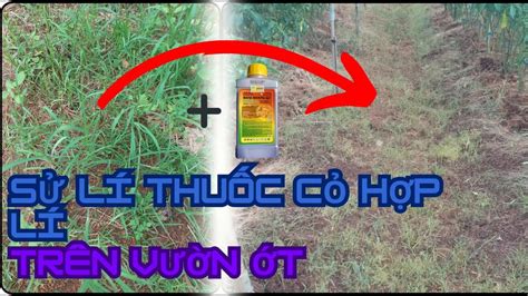 Ớt Sừng Vàng Châu Phi Sử Dung Dụng Thuốc Cỏ Hợp Lý Cho Vườn ớt Youtube