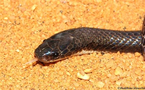 Lanka Nature Summary Sri Lankan Krait Bungarus Ceylonicus