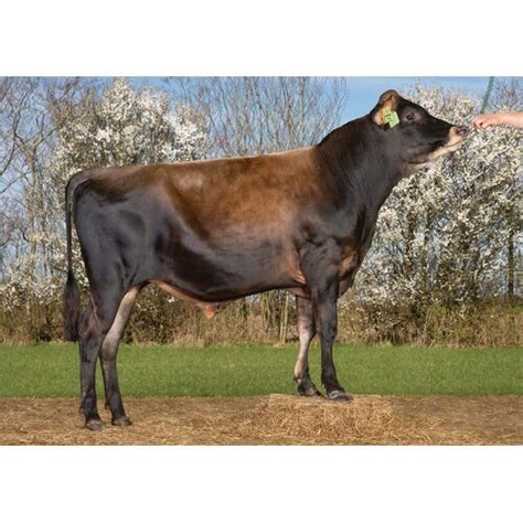 Dzersiai Pieniniu Karviu Veisles Gyvuliu Seklinimas Kergimas Gameta Lt Gameta Lt