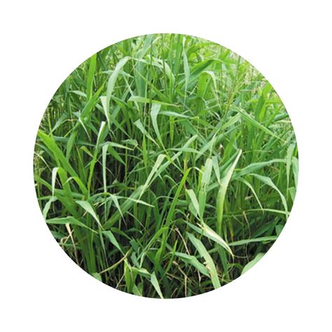 Panicum Maximum Cv Gatton Panic • Armá Tu Cv