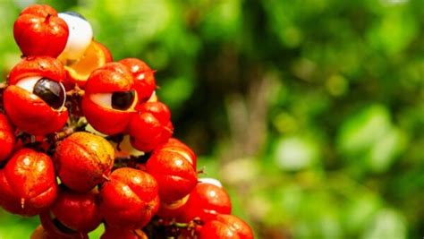 Guaraná Benefícios Usos Medicinais E Como Utilizar No Dia A Dia Era
