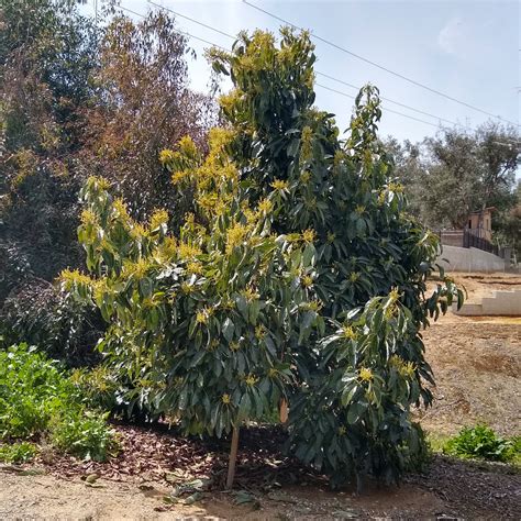Carmen Avocado Tree A Profile Greg Alders Yard Posts Southern