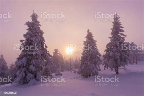 환상적인 저녁과 아침 겨울 풍경입니다 다채로운 흐린 하늘입니다 아름다움 세계 마법의 눈 덮여 나무입니다 휴일을 기대합니다 극적인 겨울 장면입니다 카르파티아 산맥 유럽 0명에