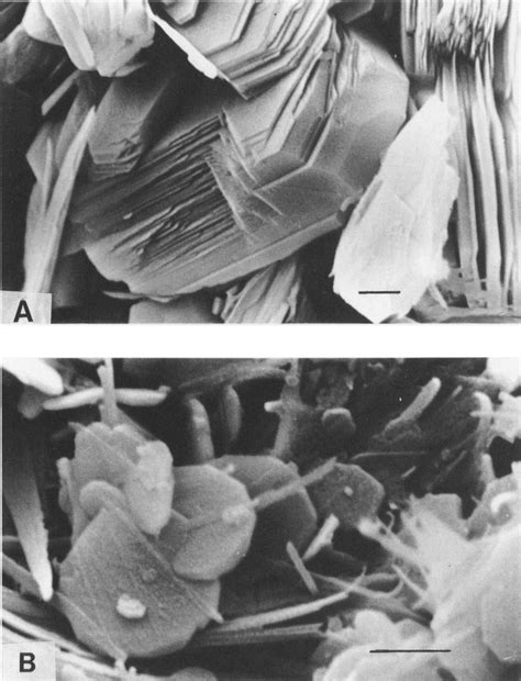 Scanning Electron Micrographs Of Dickites A Coarse Grained Dickite Download Scientific