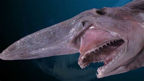 Strange And Mysterious Creatures Of The Mariana Trench