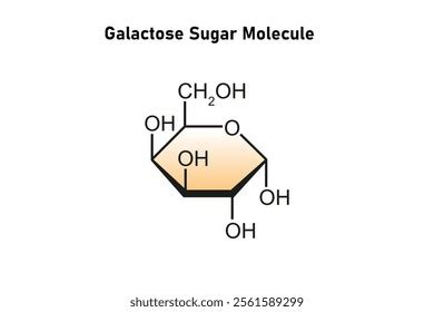 Galactose Sugar Molecule Science Design Vector Stock Vector Royalty