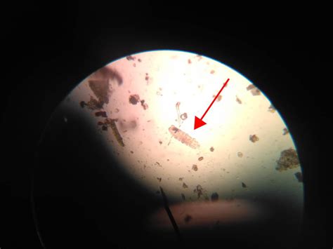 Osos De Agua En El Espacio
