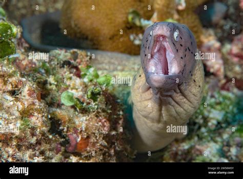 Close Up Of Small Moray Eel Species Geometric Moray Gymnothorax