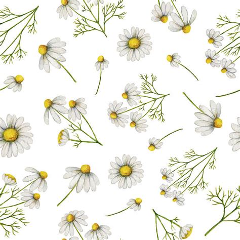 Daisy 스톡 사진 및 일러스트 Istock