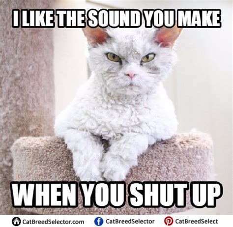 Spraying Cat With Water Meme It Be Fun Weblog Sales Of Photos
