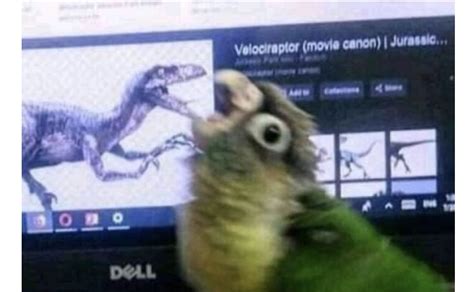 40 Bird Memes That Youll Enjoy If You Believe They Are Real