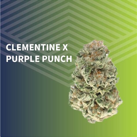 Clementine X Purple Punch Pure Dakota Buds Jane