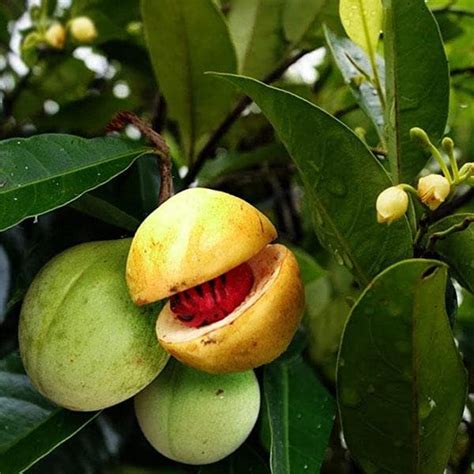 Buy Nutmeg Jaifal Jaiphal Plant Online From Nurserylive At Lowest