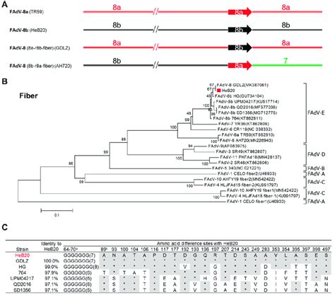 Recombinant And Phylogenetic Analysis Of HeB20 A Recombinant
