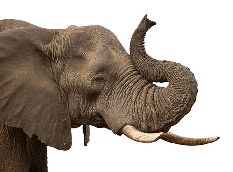 Trompa De Elefante PNG Transparente StickPNG
