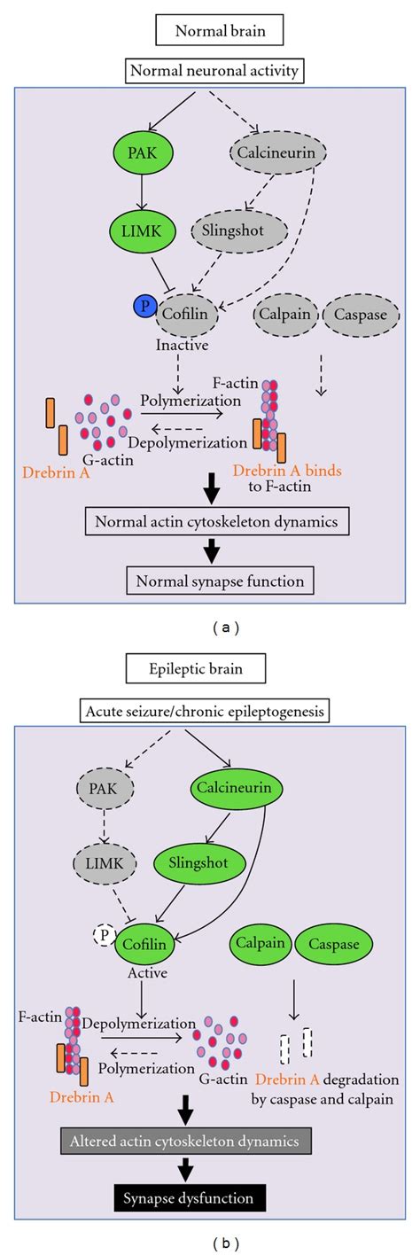 Signaling Pathway For Epilepsy At Sandra Madrigal Blog