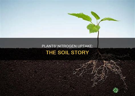Plants Nitrogen Uptake The Soil Story Shuncy