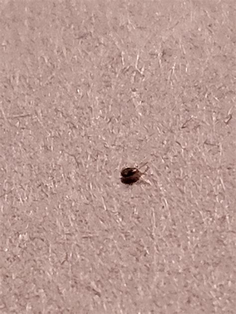 Tiny Mite Things In New Apt Rbugidentification