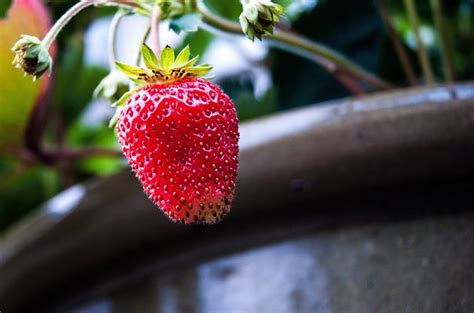 Stroberi Taman Tanaman Foto Gratis Di Pixabay Pixabay