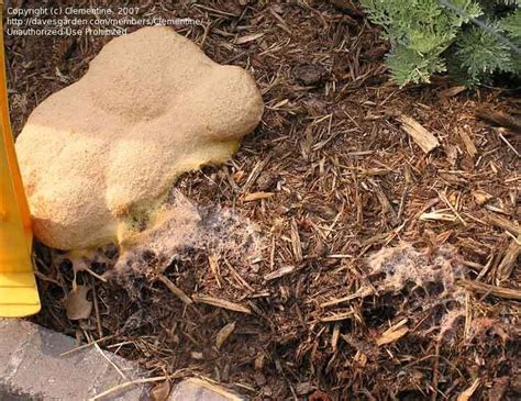 What Does Mulch Fungus Look Like At Holly Stine Blog