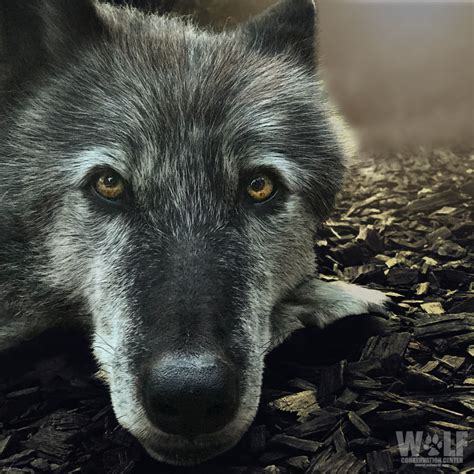 Nic Nicdarko Twitter